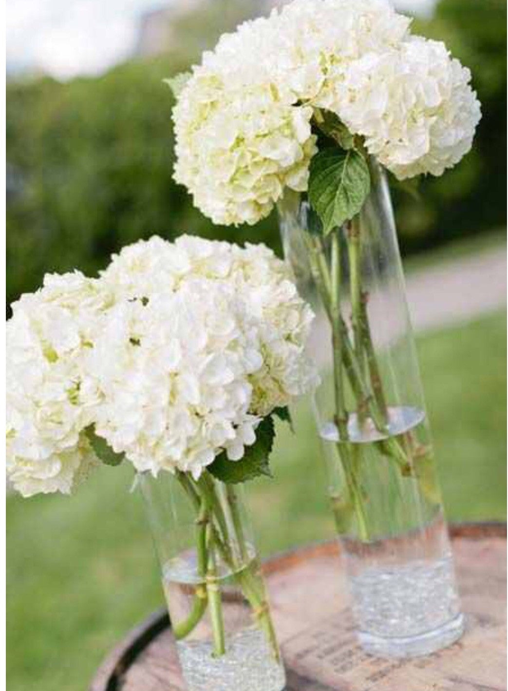 Hydrangeas - 5 bunches – K and N Designs